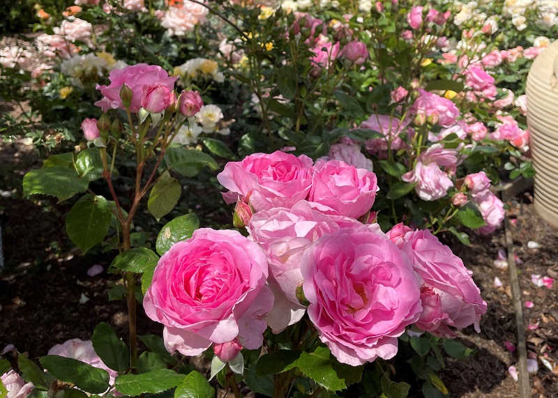 Garden Visits – Lavant Horticultural Society